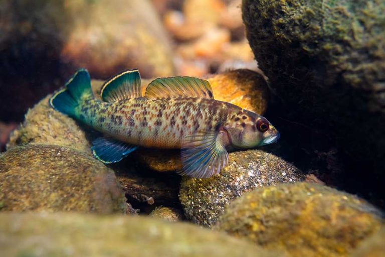 Reeling them in: River erosion shapes fish species diversification ...