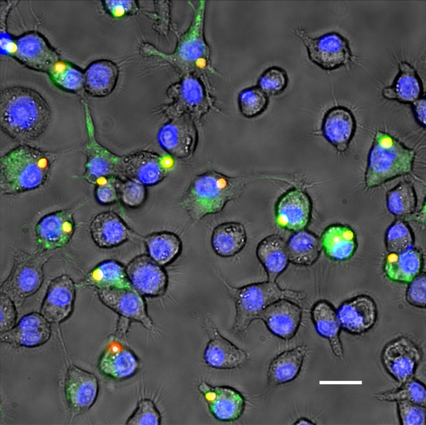 FAMU-FSU College of Engineering researchers create innovative ...
